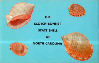 Scotch Bonnet Sea Shell postcard North Carolina | eBay