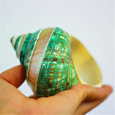 Green Turban Shell Conch 11cm Fluorescent Spiral Shells Polished ...