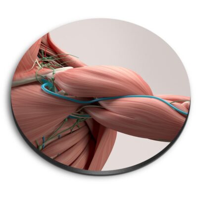 1x Round Fridge MDF Magnet Human Anatomy Shoulder Muscle Biology #52977 ...