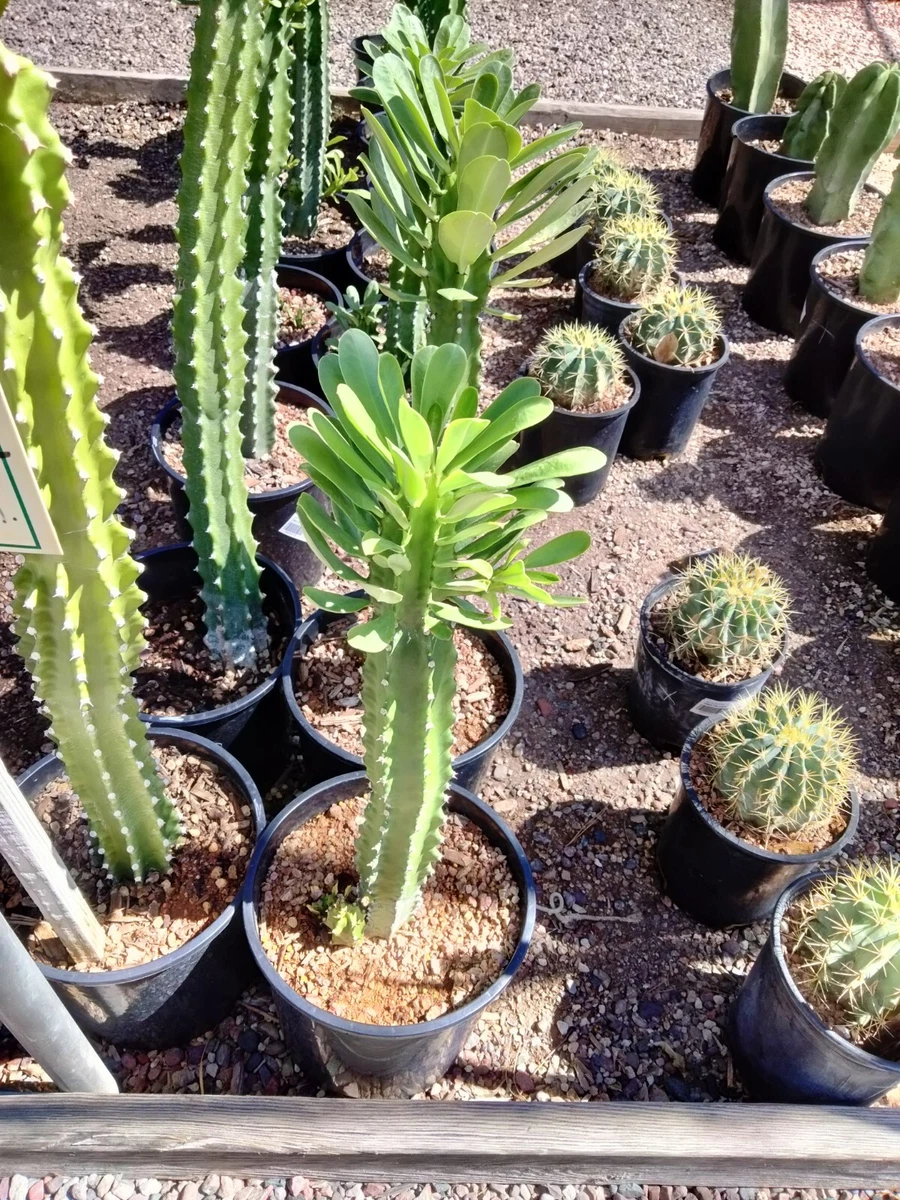 Cactus Euphorbia Royleana