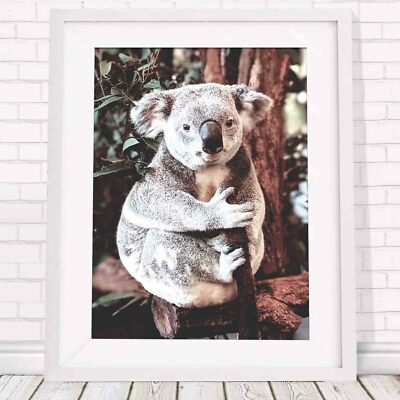 Koala - Australian Native Poster Picture Print Sizes A5 to A0 **FREE ...