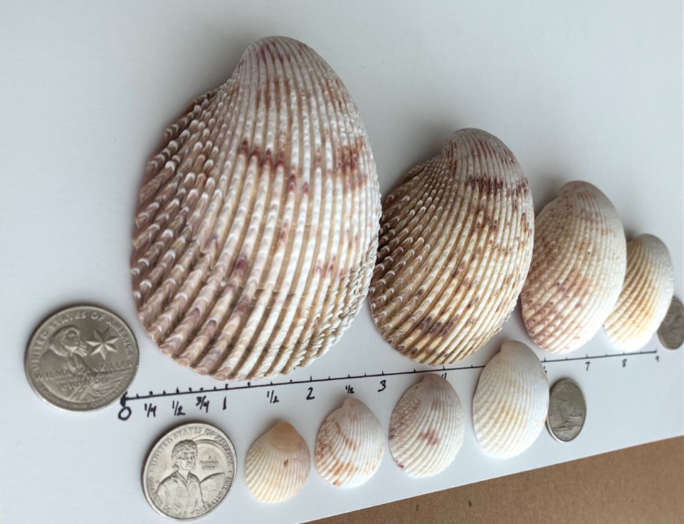 8 Even Pricklycockle Clam Sea Shells Seashell coral pink orange 1”-3 1/ ...