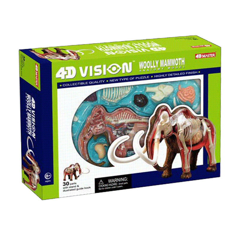 Elephant Anatomy