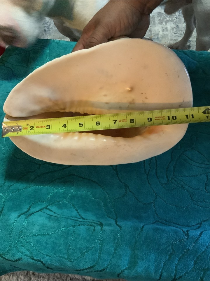 RARE VINTAGE LARGE 11” 6 Lb HAWAIIAN HORNED King Helmet CONCH SHELL | eBay