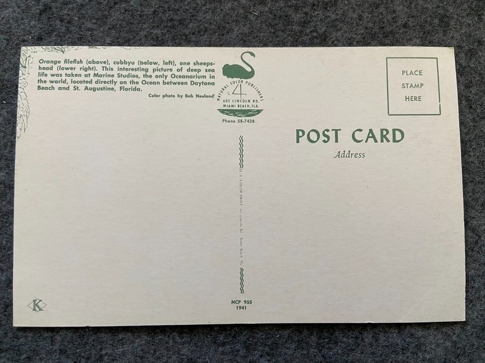 Orange Filefish, Cubbyu and Sheepshead in Florida Vintage Postcard | eBay