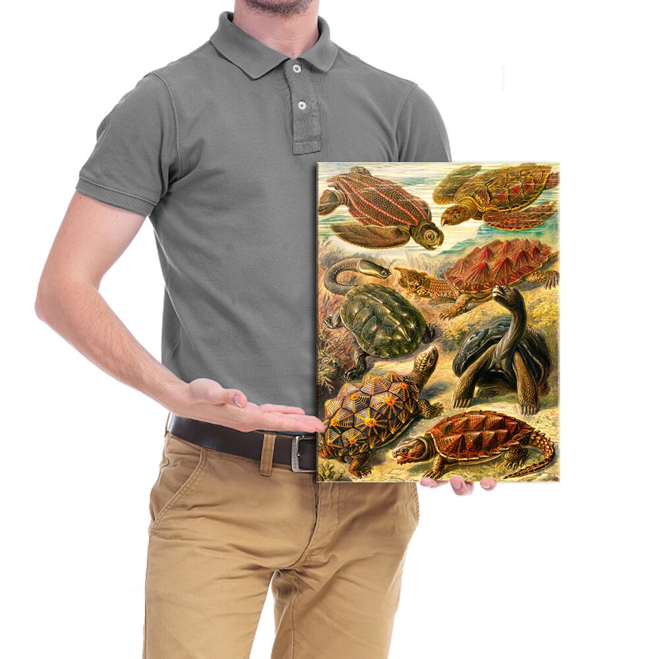 Ernst Haeckel Art Forms in Nature Poster Print Chelonia Testudo Canvas ...