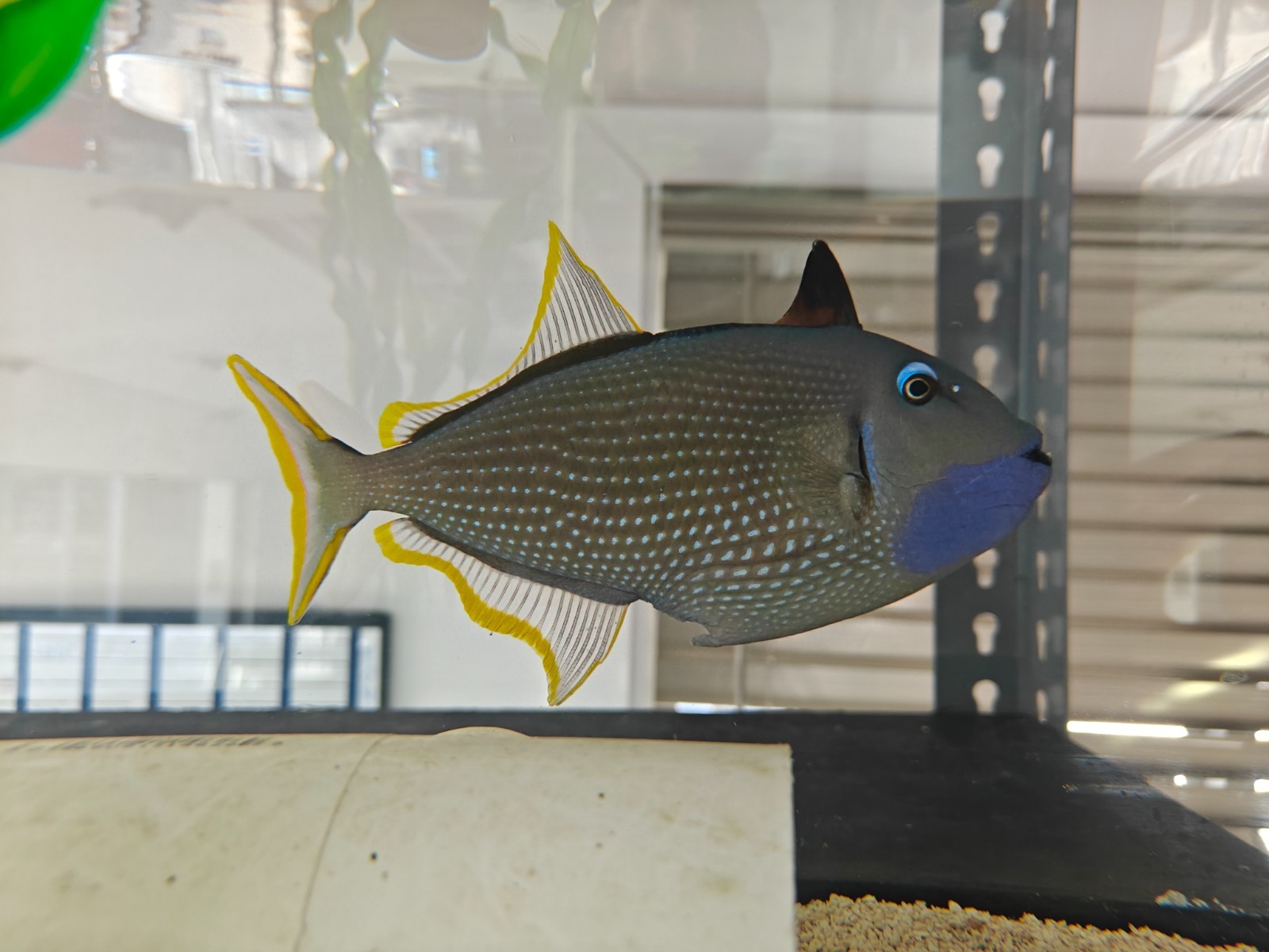 QUARANTINED Live Large Male Blue Jaw Triggerfish | eBay