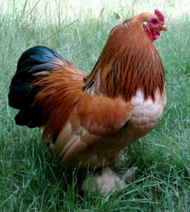 6 NPIP/AI CLEAN BUFF BRAHMA BANTAM CHICKEN HATCHING EGGS SHOW QUALITY A+++ | eBay