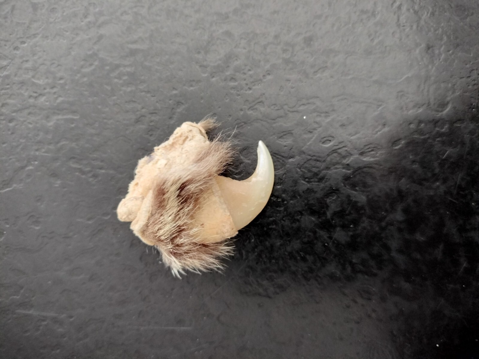 griffe de lion, broche tigre, bijoux, or, pendentif, | eBay