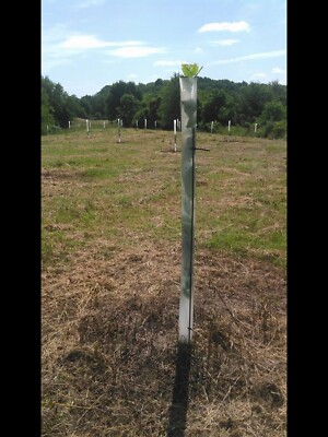 Tree Pro TUBE /TREE SHELTERS/TREE PROTECTORS 50 Pack 5 Foot Long | eBay