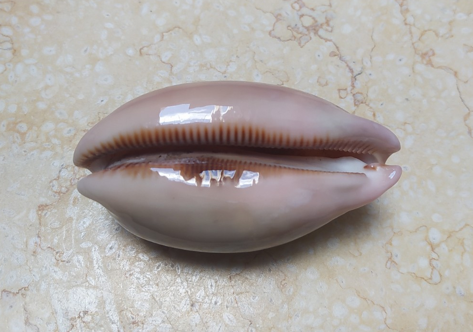 F Luria pulchra sinaiensis WOW LARGE SIZE pink mouth red sea shell F ...