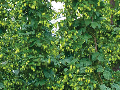 Hops Seeds - Humulus lupulus - Common Hops - Multiple Quantities | eBay