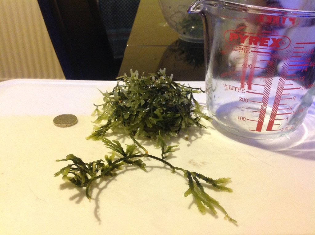 Chaetomorpha Chaeto Cheato algae, marine refugium, min 150ml | eBay UK