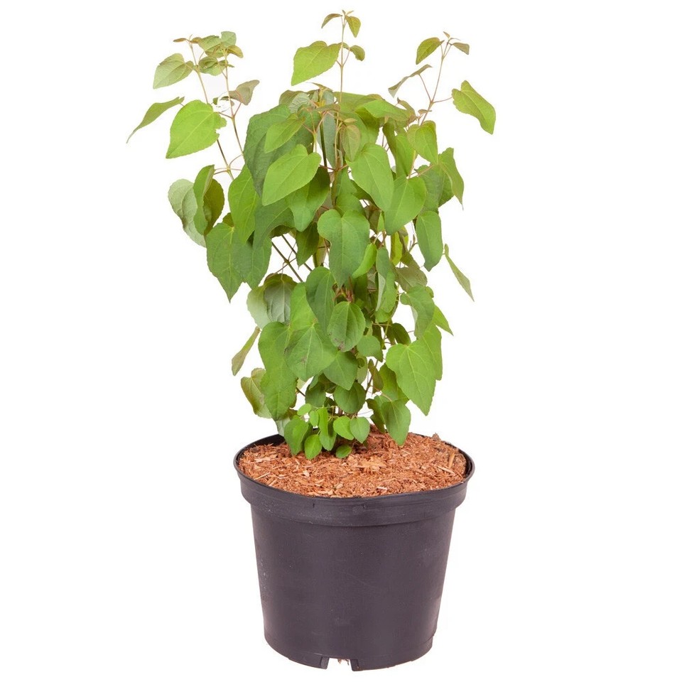 Katsura Toffee Apple Tree Hardy Srhubs Scented Colourful Foliage LARGE ...