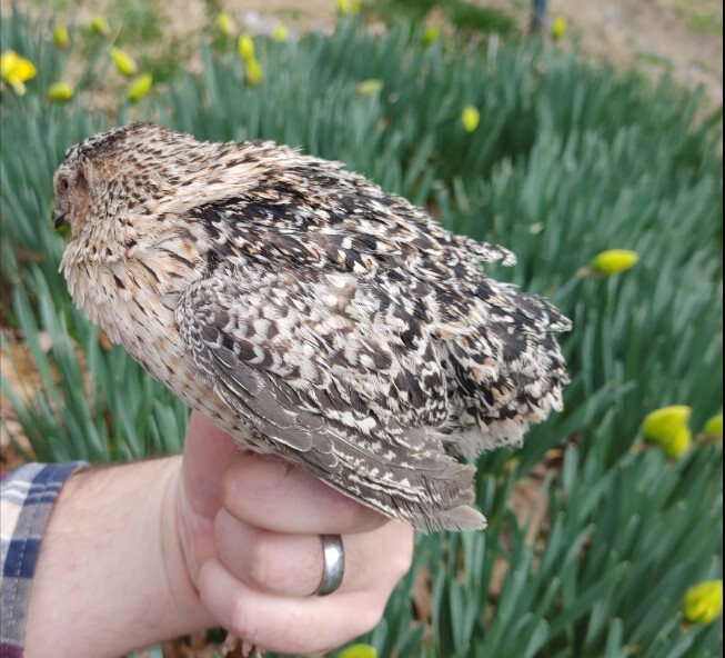 COLOR VARIETY!! RARE included, TOP genetics! Fertile Quail Hatching Eggs 24 Ct. | eBay