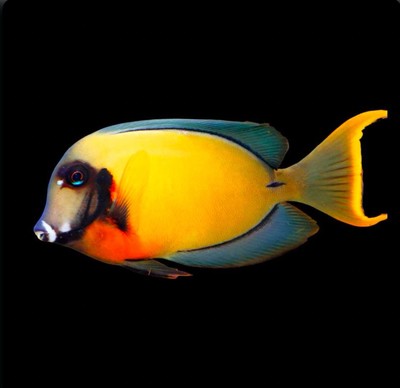 Chocolate Tang Large 4“-6” inches- Saltwater Fish *Free Shipping* | eBay