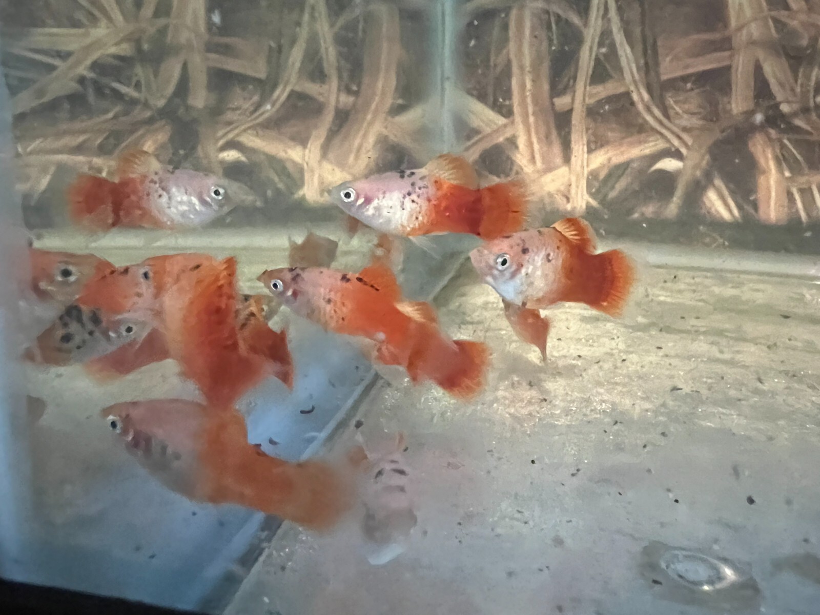 Pepper Red Platy (10 PK UNSEXED) | eBay