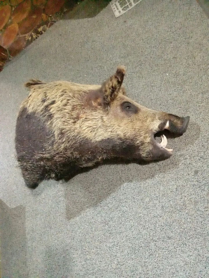 Taxidermy Trophy Wild Boar Huge Awesome Mount Hunting Decor | eBay