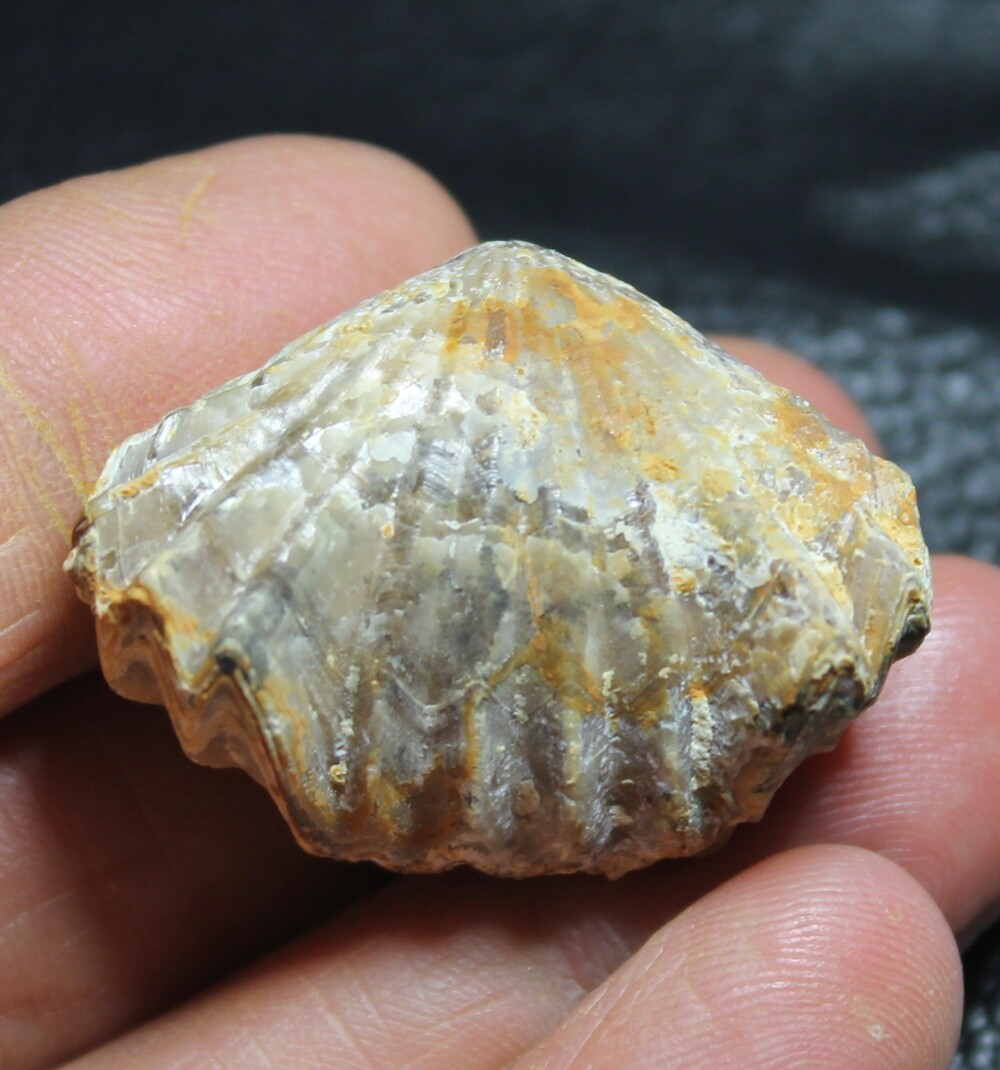 Lacunosella sp - Beautiful, big Jurassic, Callovian fossil brachiopod ...