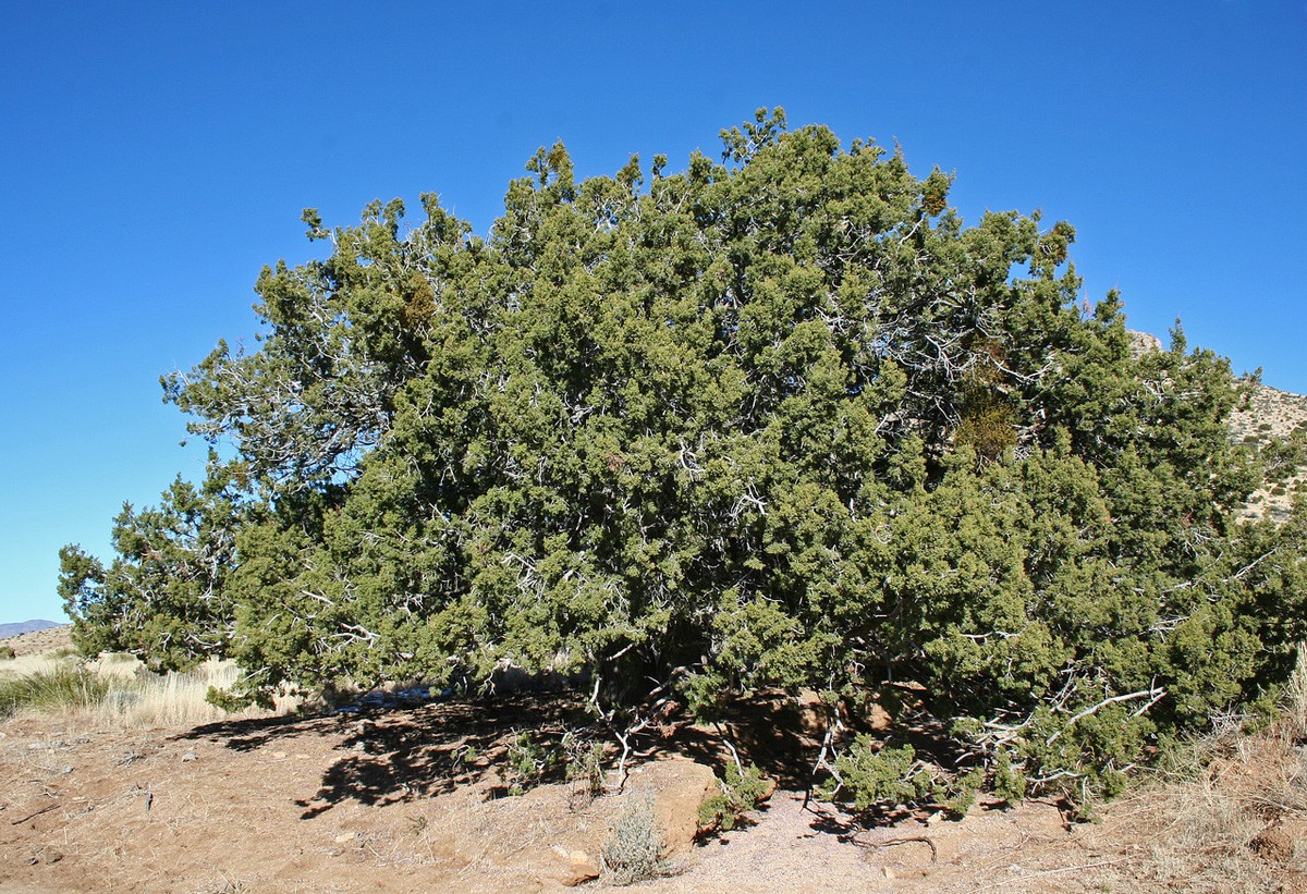 Arizona Juniper Cedar Tree Types