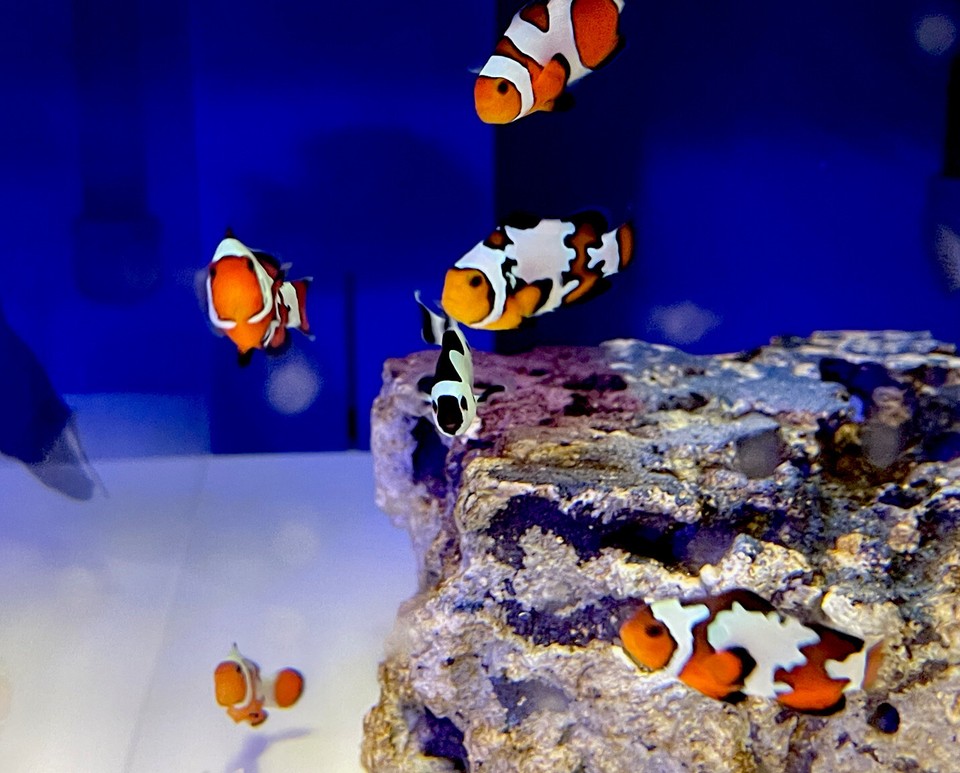 PAIR CLOWNFISH DESIGNER Clowns -PotLuck Assortment (2-fish) | eBay