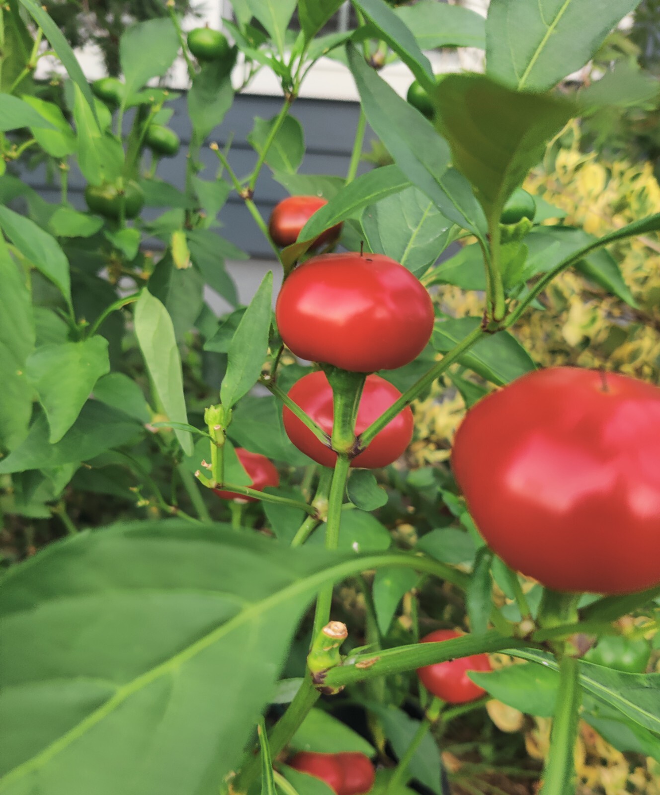 Cherry Bomb Pepper Seeds 🇺🇸 USA Grown 🇺🇸 | eBay