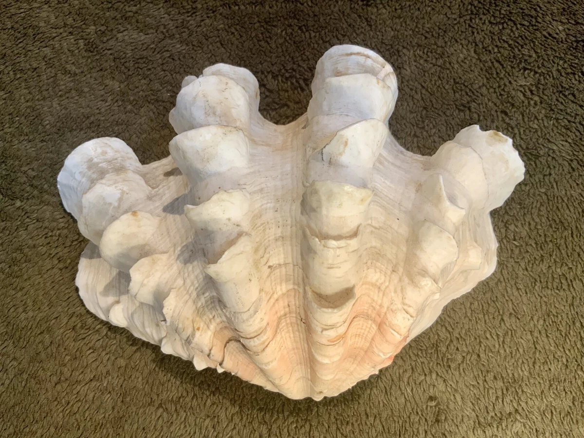 Giant Ruffled Clam Shell