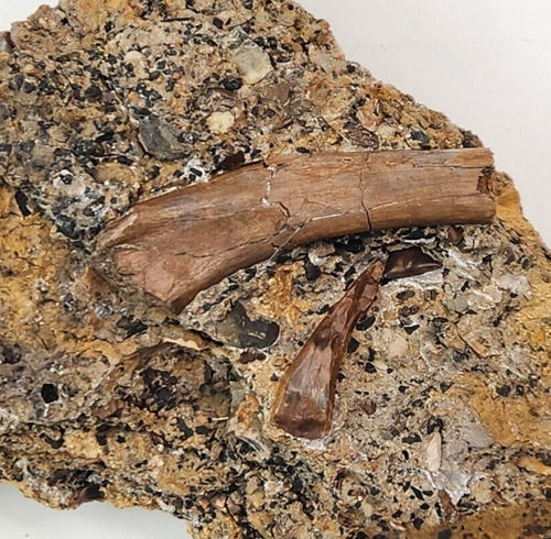 Theropod Bone, Tyrannosaur Tooth, Gar Scale Fossils - Aguja Fm ...