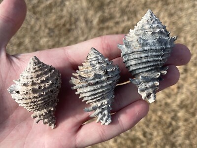 Florida Fossil Gastropod Lot Hystrivasum locklini Pliocene Age Shell | eBay