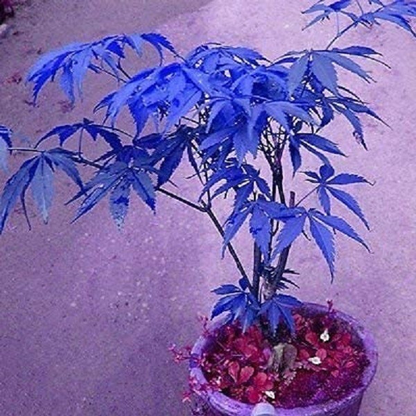 10 Seeds Blue Japanese Maple Tree SEEDS ARE HULLED FOR FASTER GROWTH ...
