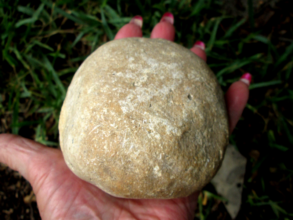 LAKE WACO 1980 Texas Fossil Echinoid Holaster Simplex Cretaceous Age 2 ...