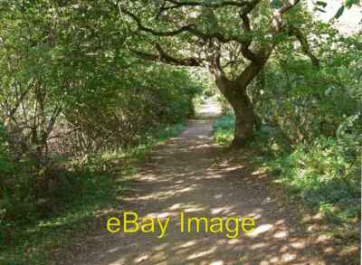 Photo 6x4 Dappled sunlight in Hambleton Wood Upper Hambleton The ...