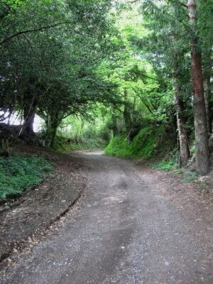 Photo 6x4 Track to Pages Farm Wellbrook An old route which shows in the ...