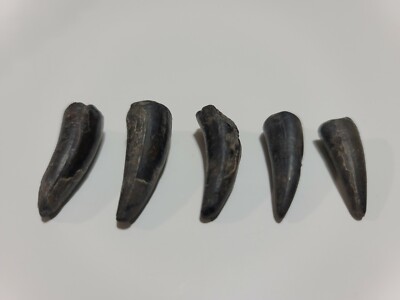 5 Stolokrosuchus Fossil Dinosaur Teeth | eBay