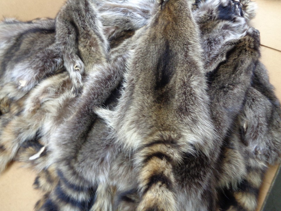 Professionally Tanned Slt Damage XXXL Raccoon/Coon Hides/Furs/Taxidermy ...