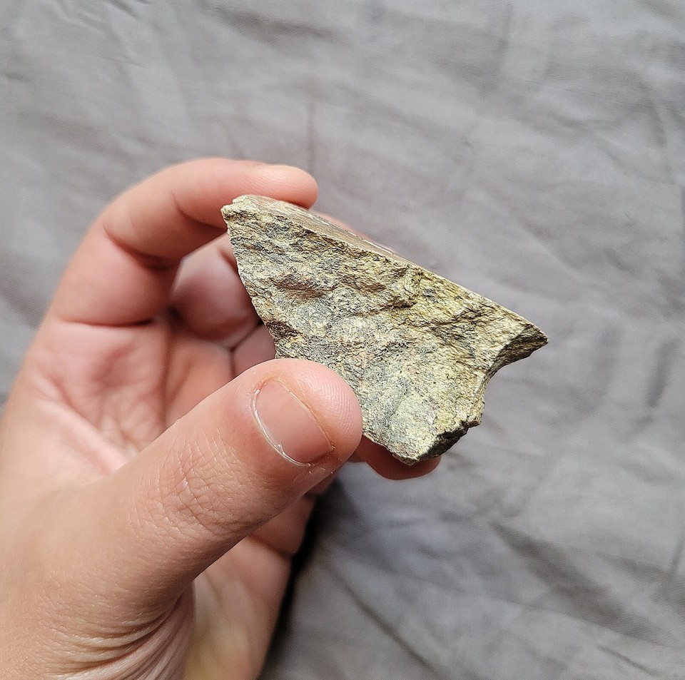 Rare Quality Tyrannosaurus Rex T-Rex Leg Bone Chunk Fossil Theropod ...