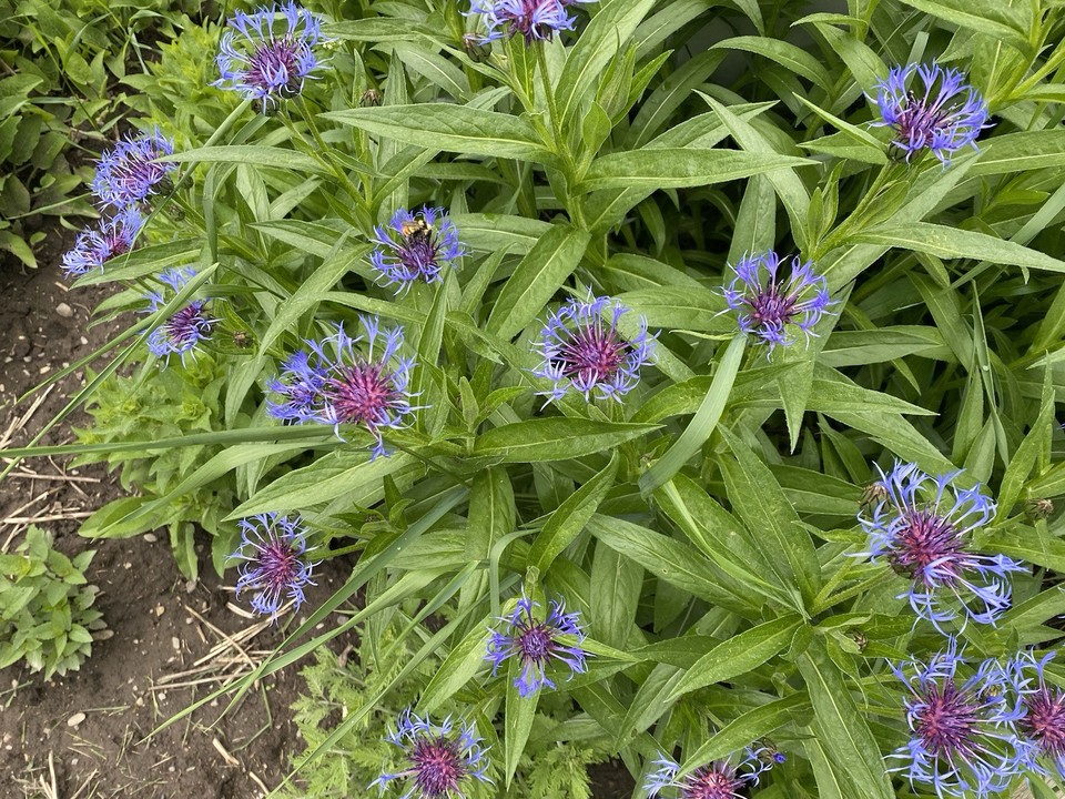 5 Bare Roots /plants Cornflower Mountain Bluet freshly dug For ...