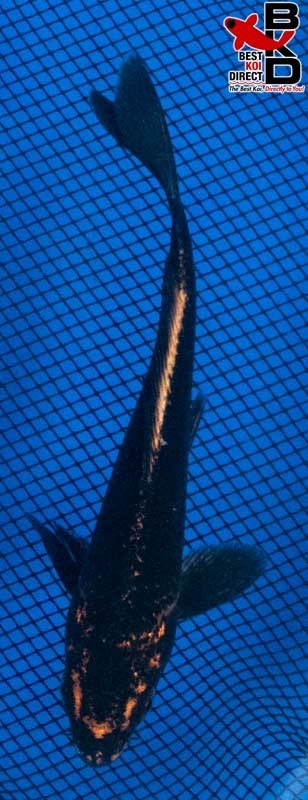 6" GOLD CROWN KARASU Live Koi Fish Garden Pond 8/7 (B3) | eBay