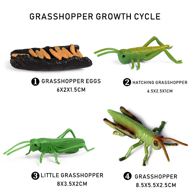 Life Cycle Of A Grasshopper