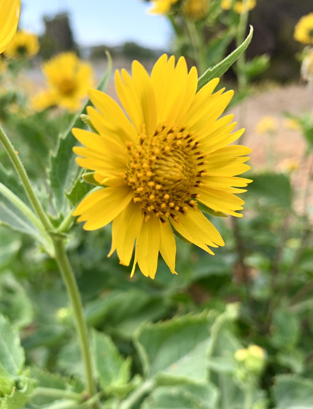Golden Crownbeard, Wild Sunflower, Verbesina Encelioides - 30 seeds ...