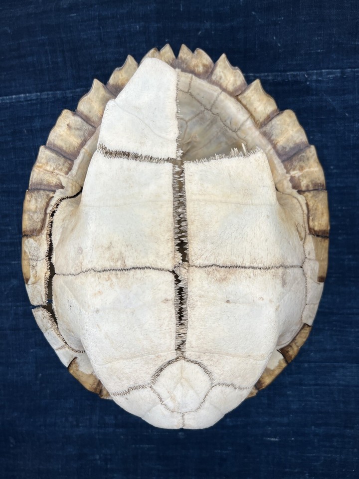 Vintage Turtle Shell | eBay
