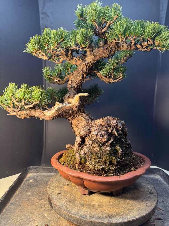 Japanese White Pine, Bonsai Tree. Outdoor Evergreen. Big Trunk | eBay