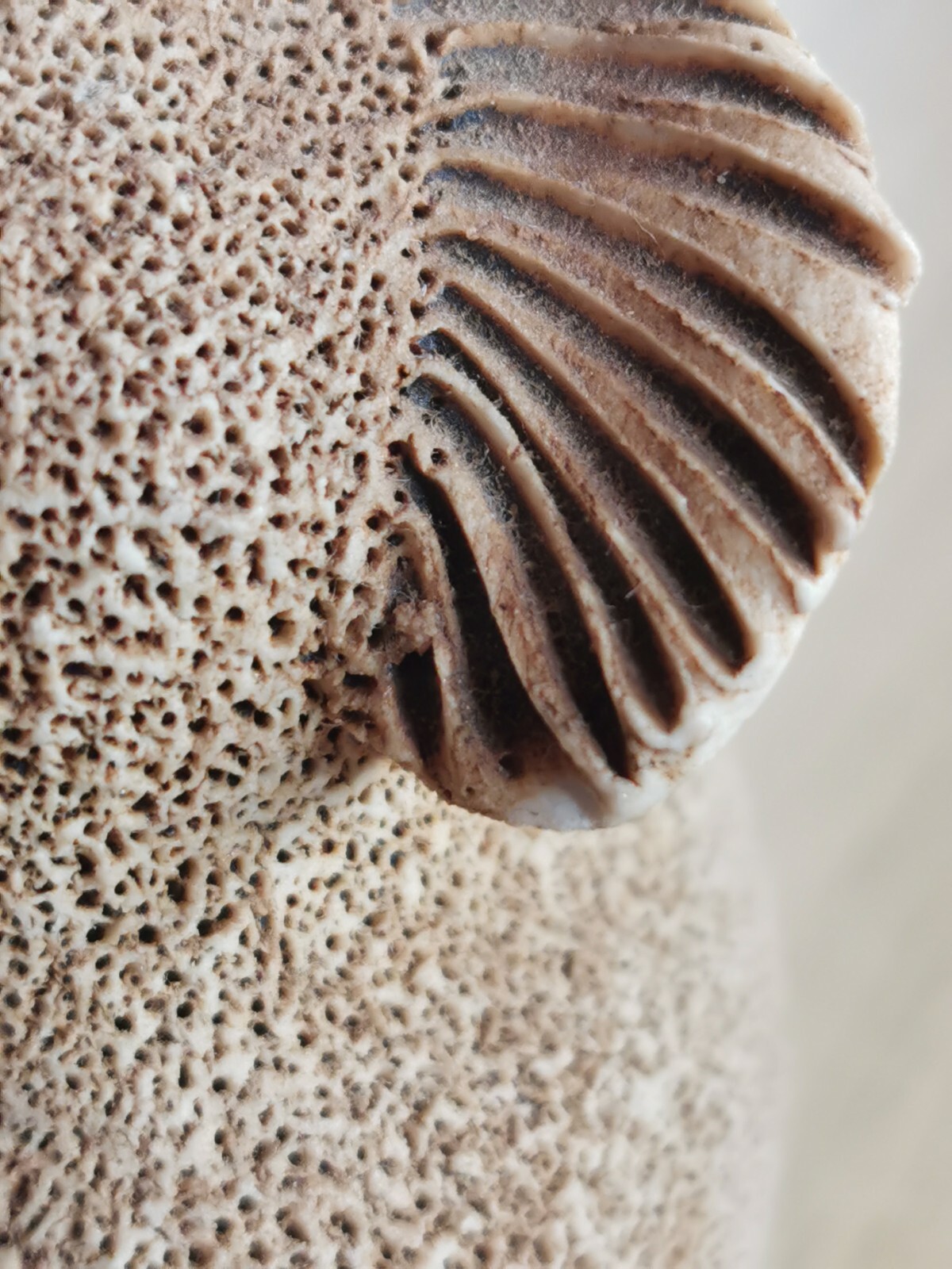 Rare VINTAGE SENIA KAZAR AUSTRALIAN ceramic stipple Koala bear | eBay UK