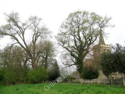 Photo 6x4 Black Poplar and Isfield Church The famous rare Black Poplar ...