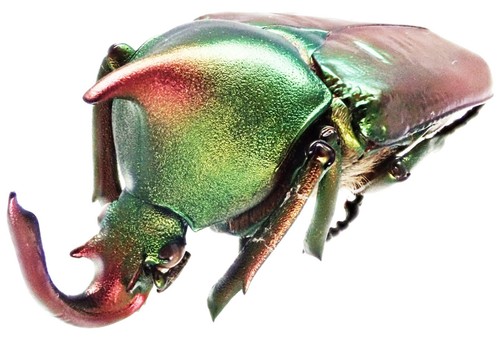 Insect - CETONIDAE Theodosia rodriguezi - Palawan - Male 33mm ...