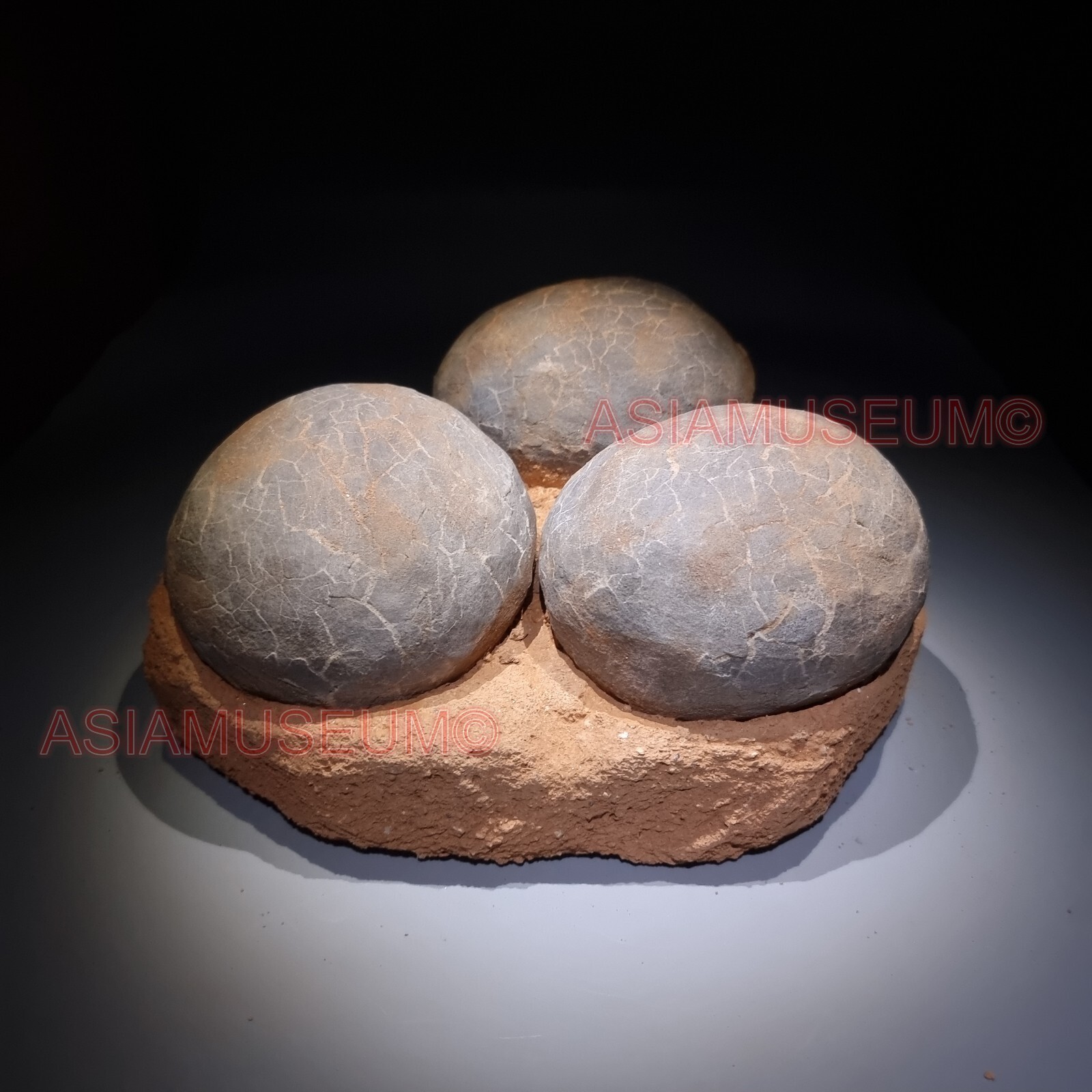 TRIPLE Dinosaur Egg Nest Hadrosaur Duckbill Fossil Jurassic Cretaceous World | eBay
