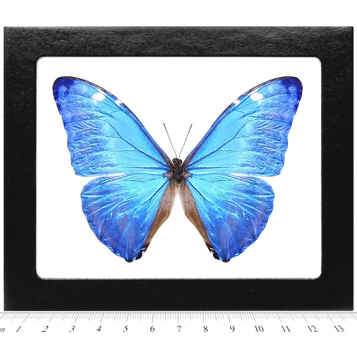 Morpho Adonis Adonis Blue Morpho (Forewings) – Atlas