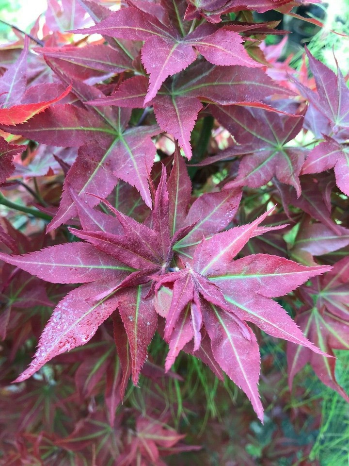 Japanese Maple RUBY STARS RARE!! | eBay