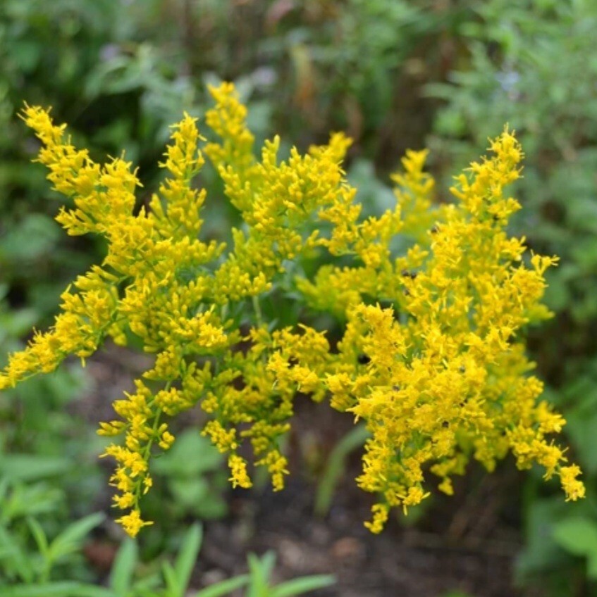 Anise Scented Goldenrod SEEDS (solidago odora), sweet goldenrod | eBay