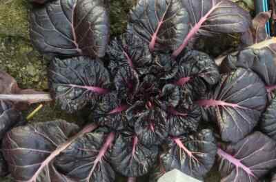 Organic Red Tatsoi Mustard Scarlet Seeds, Cải Ngọt Đỏ Nhật, 2025 Season ...